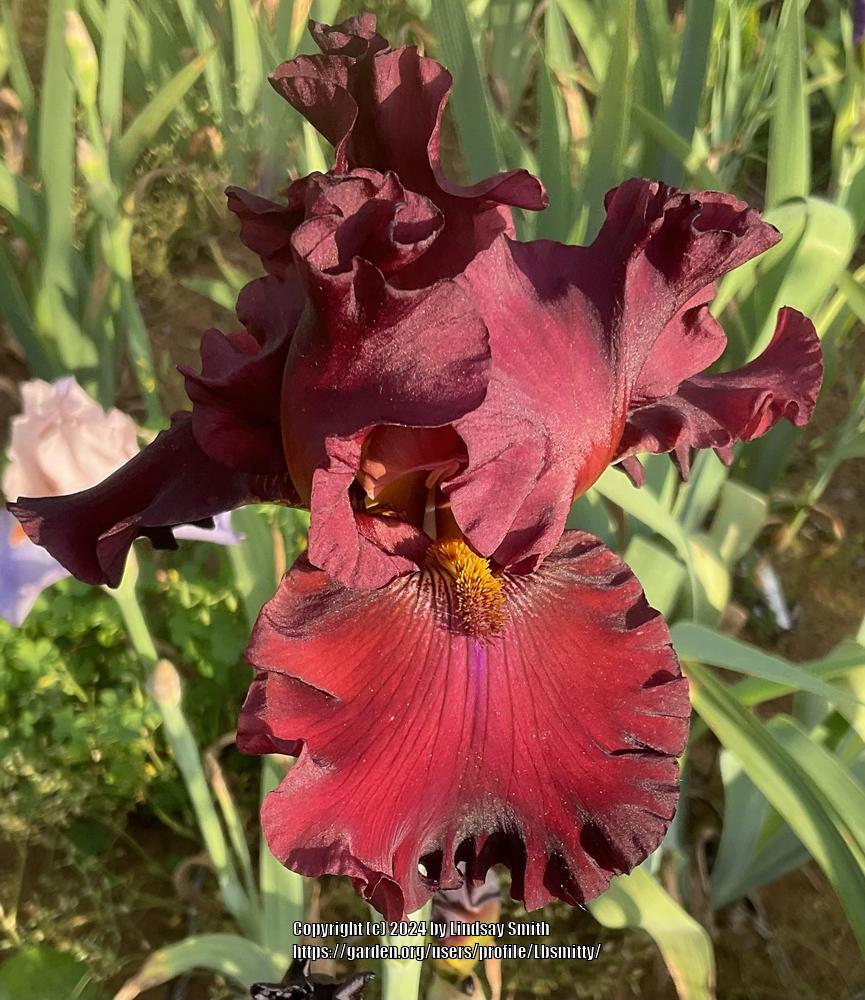 Photo of the bloom of Tall Bearded Iris (Iris 'Grateful Red') posted by Lbsmitty - Garden.org