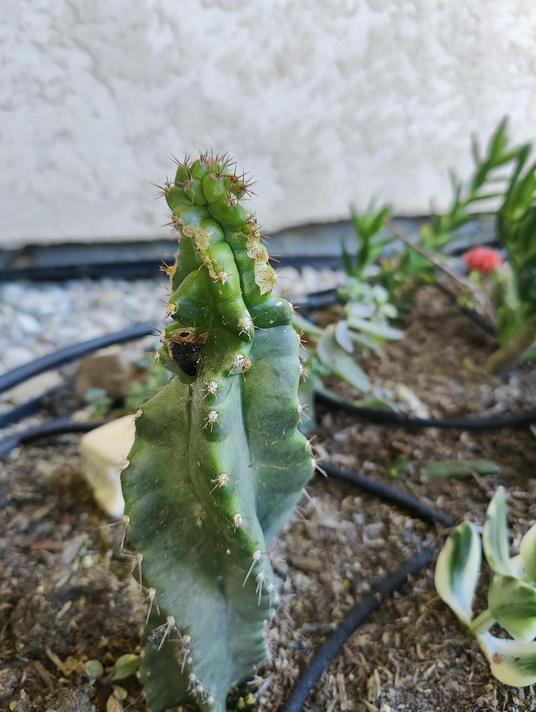 Ahh. What do I do with this??? in the Cactus and Succulents forum ...