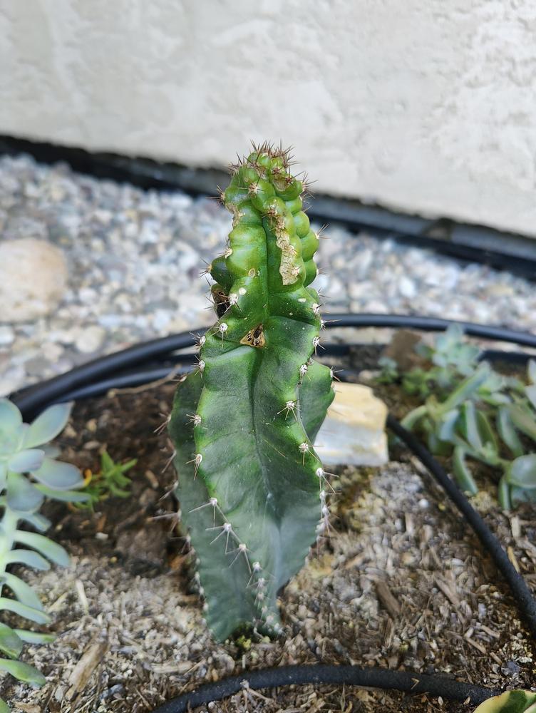 Ahh. What do I do with this??? in the Cactus and Succulents forum ...