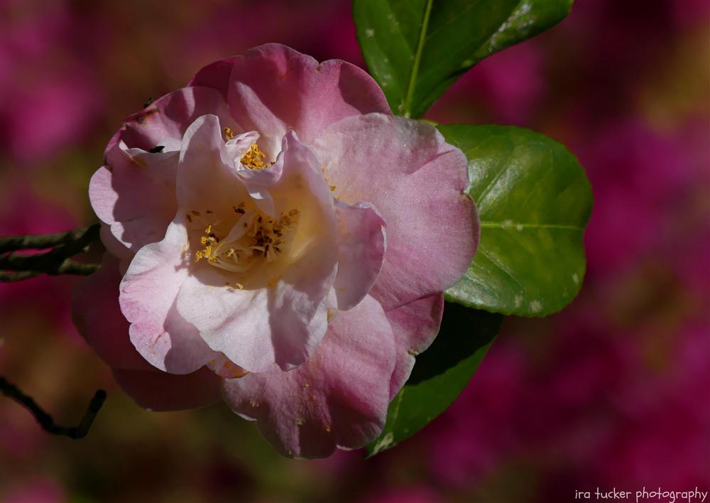 Camellia 'Mrs. Lyman Clarke' in the Camellias Database - Garden.org