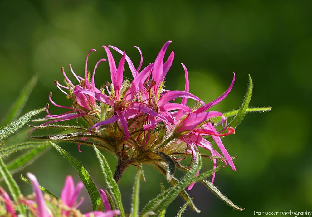 Photo of the bloom of Spider Azalea (Rhododendron stenopetalum ...