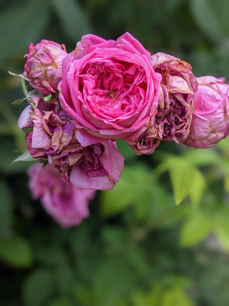 Dark Pink Gorgeous Rose ID in Zone 8b SO luscious! in the Roses forum ...