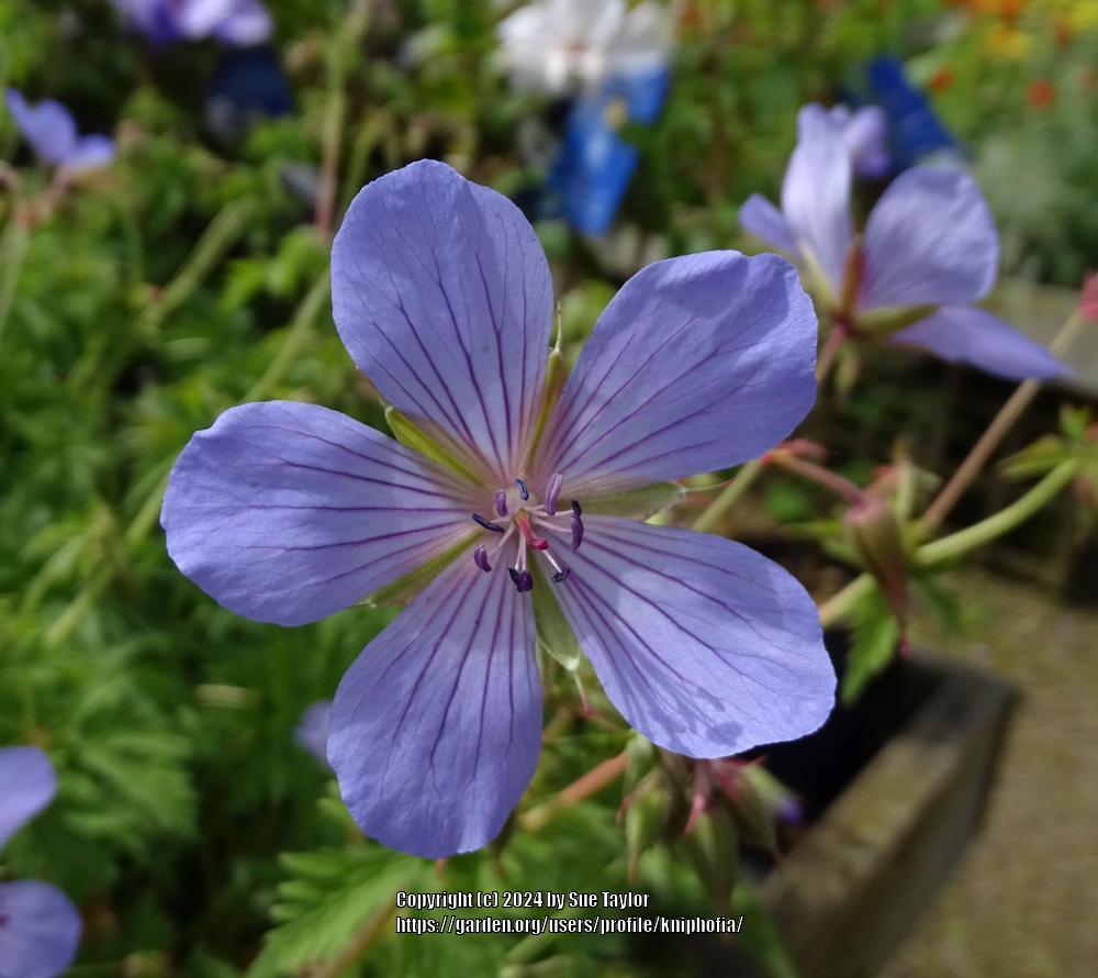 Photo of the bloom of Hardy Geranium (Geranium 'Blue Cloud') posted by ...
