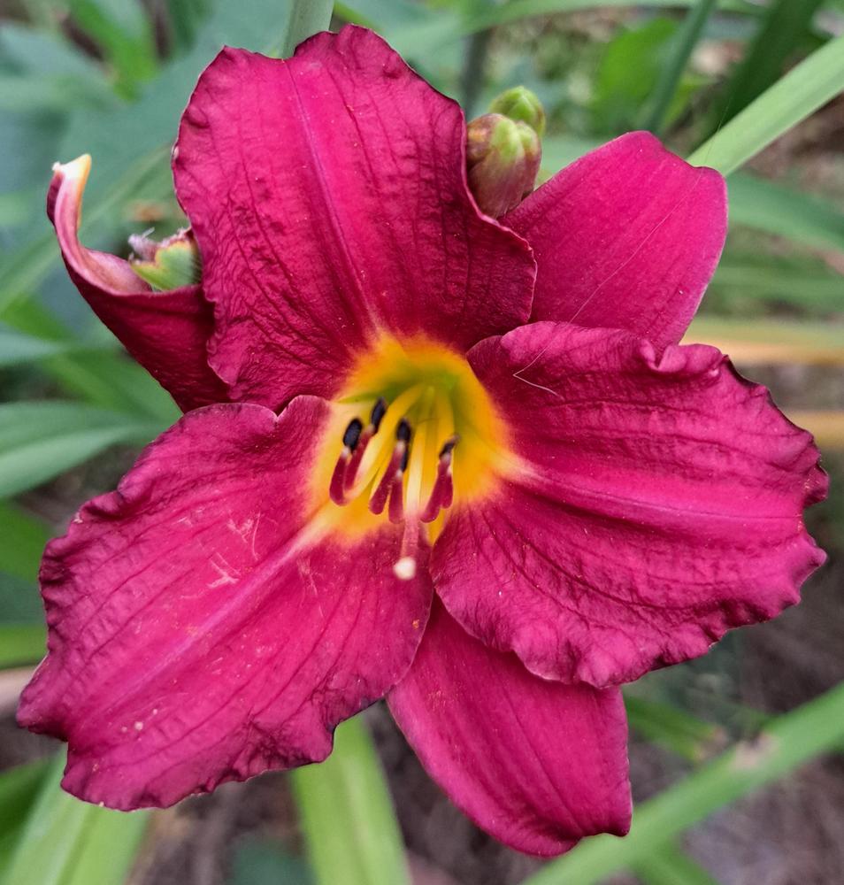 Photo of the bloom of Daylily (Hemerocallis Ruby Stella ) posted by BlueRidgeGardener23 - Garden.org