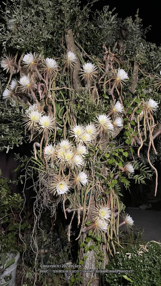 Photo of the bloom of Queen of the Night (Selenicereus grandiflorus) posted by ...