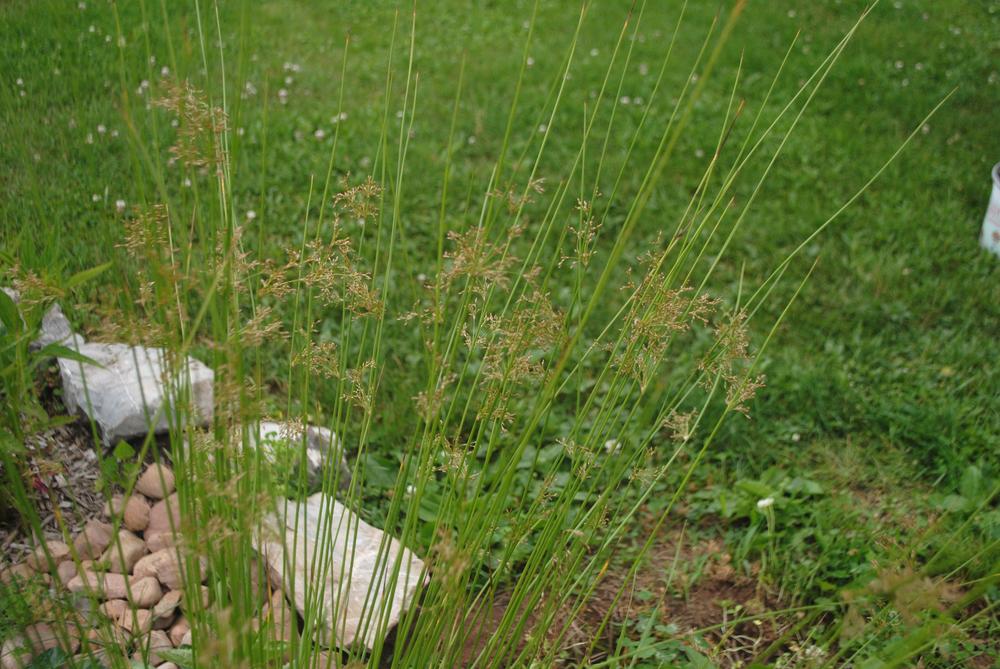 Photo of the bloom of Common Rush (Juncus effusus) posted by ILPARW ...