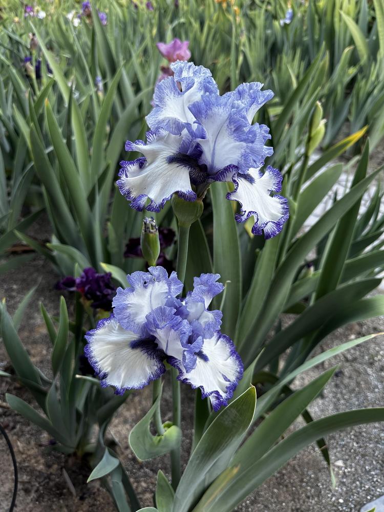 Photo of the entire plant of Tall Bearded Iris (Iris 'Fresh Morning ...