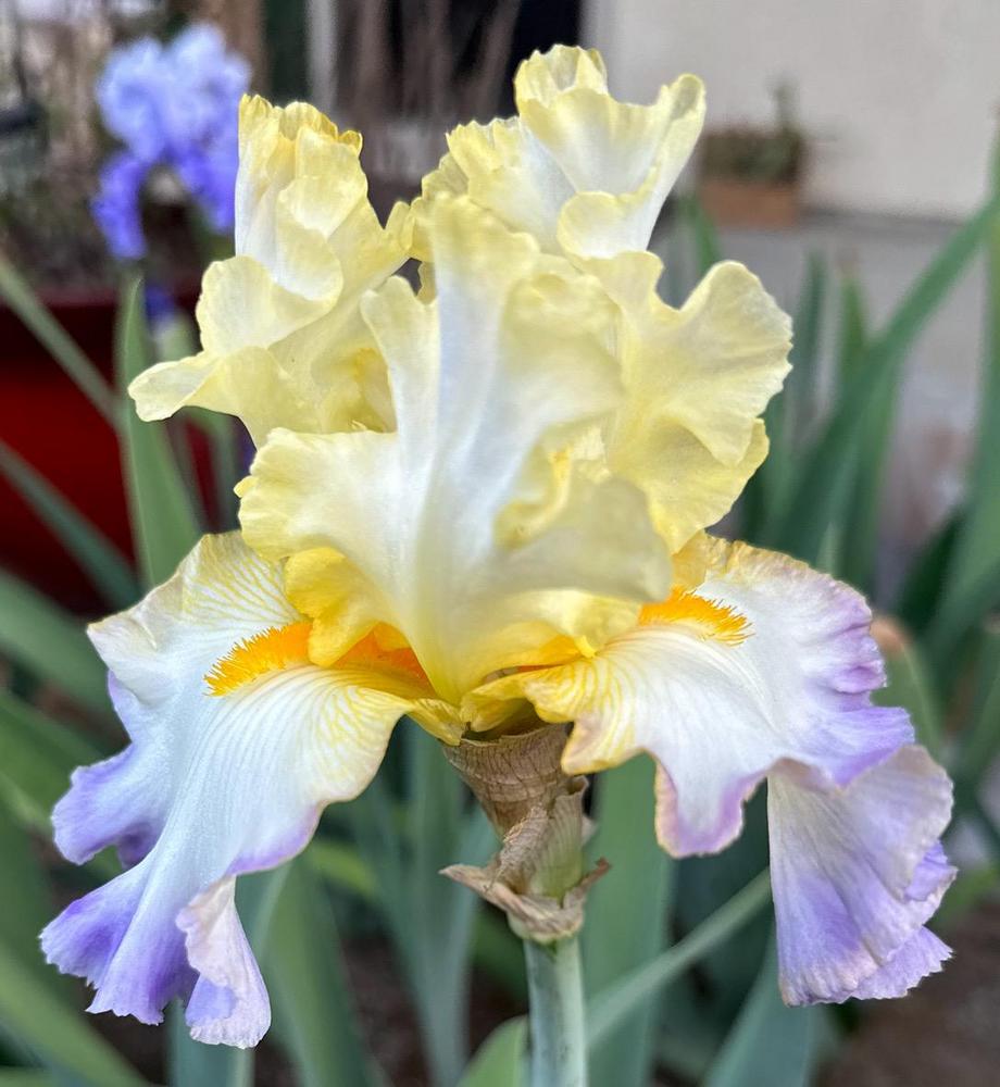 Photo of the bloom of Tall Bearded Iris (Iris 'Reach the Stars') posted ...