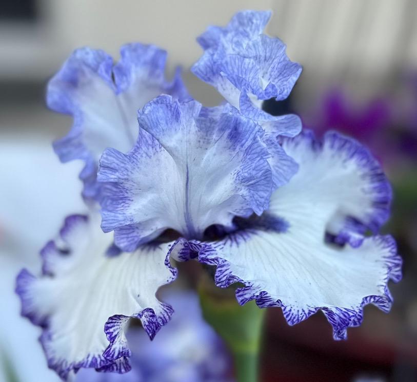 Photo of the bloom of Tall Bearded Iris (Iris 'Fresh Morning Shower ...