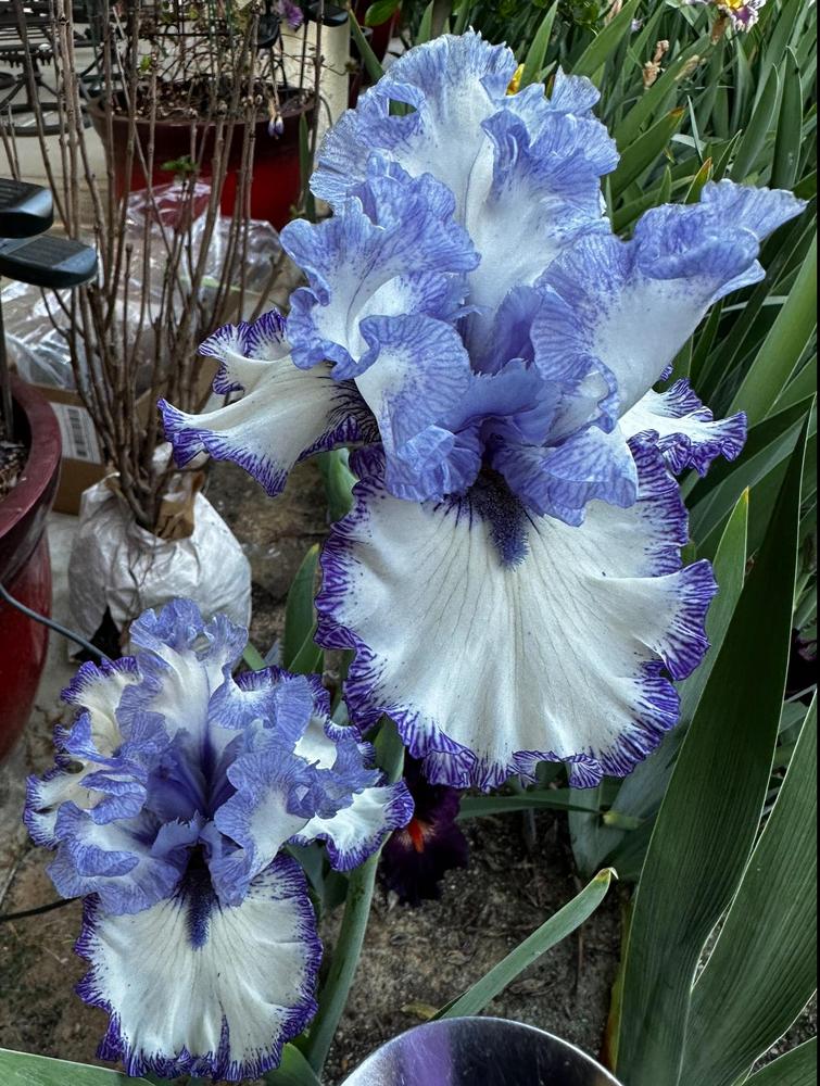 Tall Bearded Iris (Iris 'Fresh Morning Shower') in the Irises Database ...