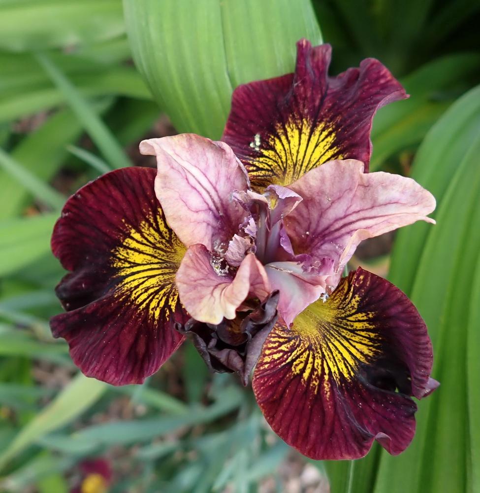 Photo of the bloom of Siberian Iris (Iris 'All Gothed Up') posted by ...