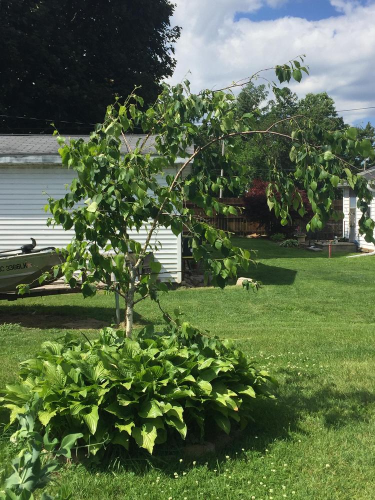 Droopy birch tree, what to do? in the Trees and Shrubs forum - Garden.org