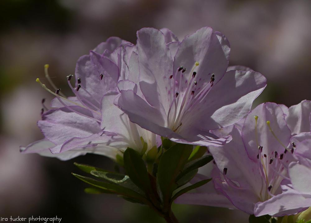 Photo of the bloom of Harris Hybrid Azalea (Rhododendron 'River Mist ...