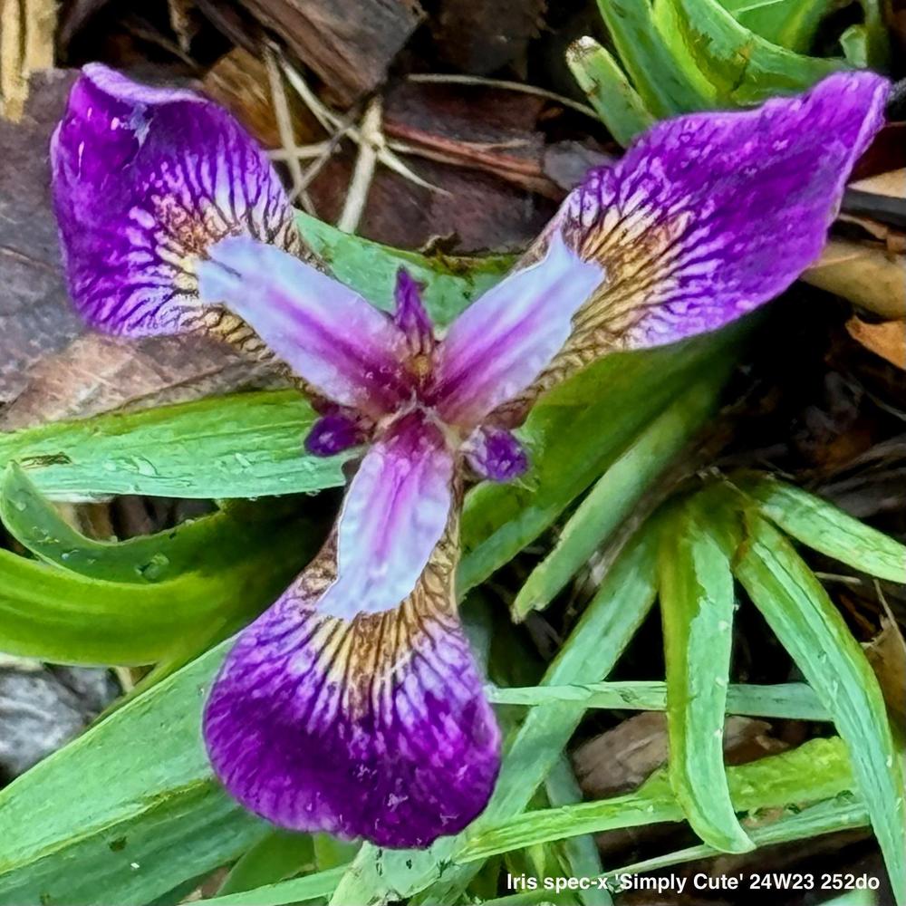 Photo of the bloom of Species X Iris (Iris 'Simply Cute') posted by ...