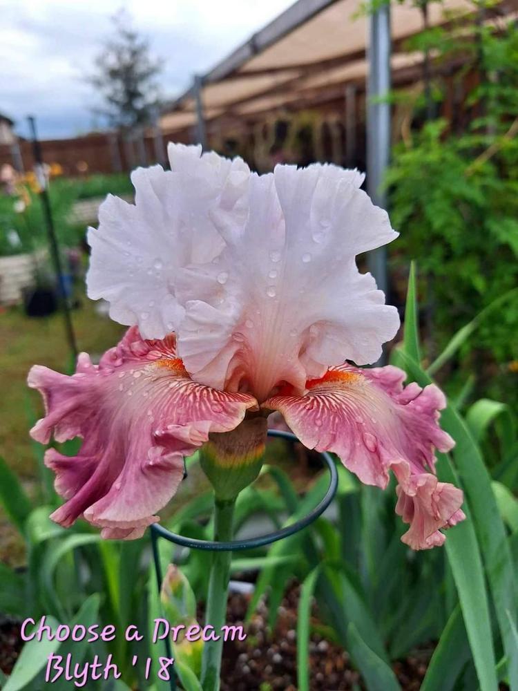 Photo of the bloom of Tall Bearded Iris (Iris 'Choose a Dream') posted ...