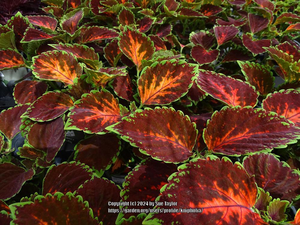 Flame Nettle (Coleus scutellarioides Stained Glassworks™ Magnificent ...