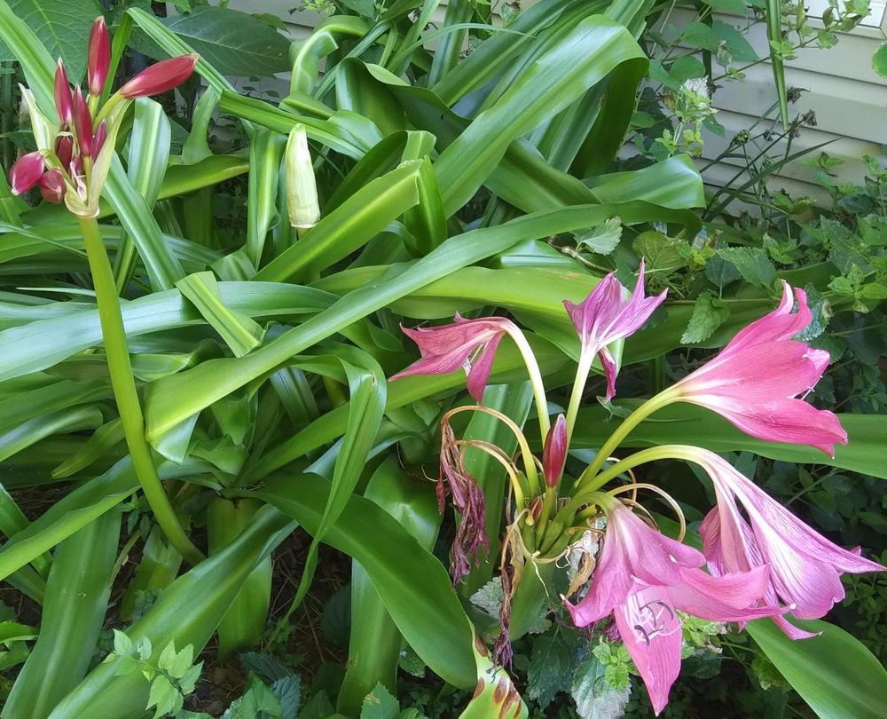 Photo of the entire plant of Crinums (Crinum) posted by purpleinopp ...