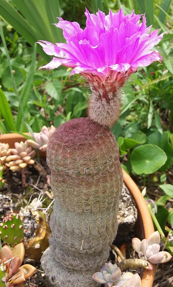 Photo of the entire plant of Arizona Ruby Rainbow Hedgehog Cactus ...