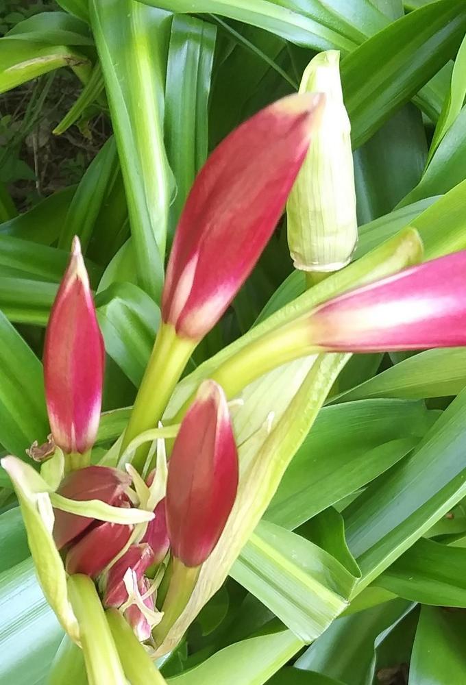 Photo of the closeup of buds, sepals and receptacles of Crinums (Crinum ...