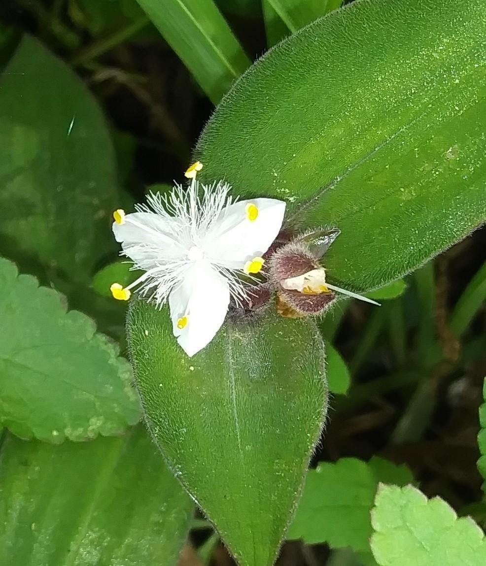 Speedy Jenny (Tradescantia chrysophylla 'Baby Bunny Bellies') in the ...
