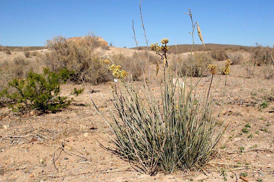 Rush Milkweed (Asclepias subulata) in the Milkweeds Database - Garden.org
