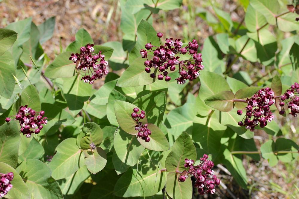 Photo of the entire plant of Heartleaf Milkweed (Asclepias cordifolia ...