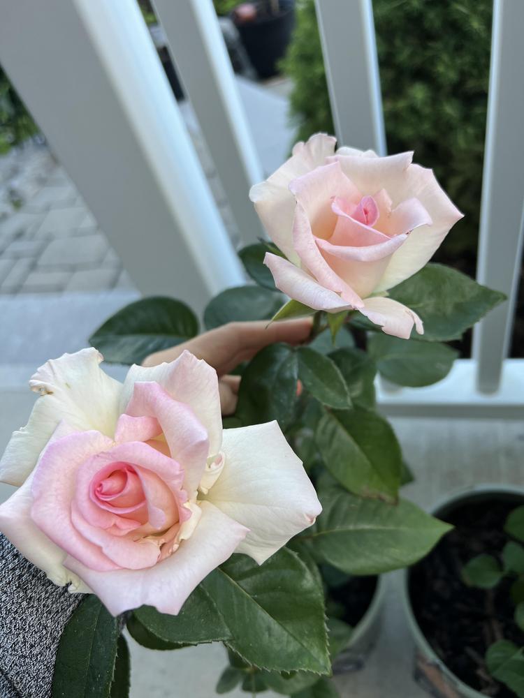 Photo of the bloom of Rose (Rosa 'Pink Promise') posted by siting2002 ...