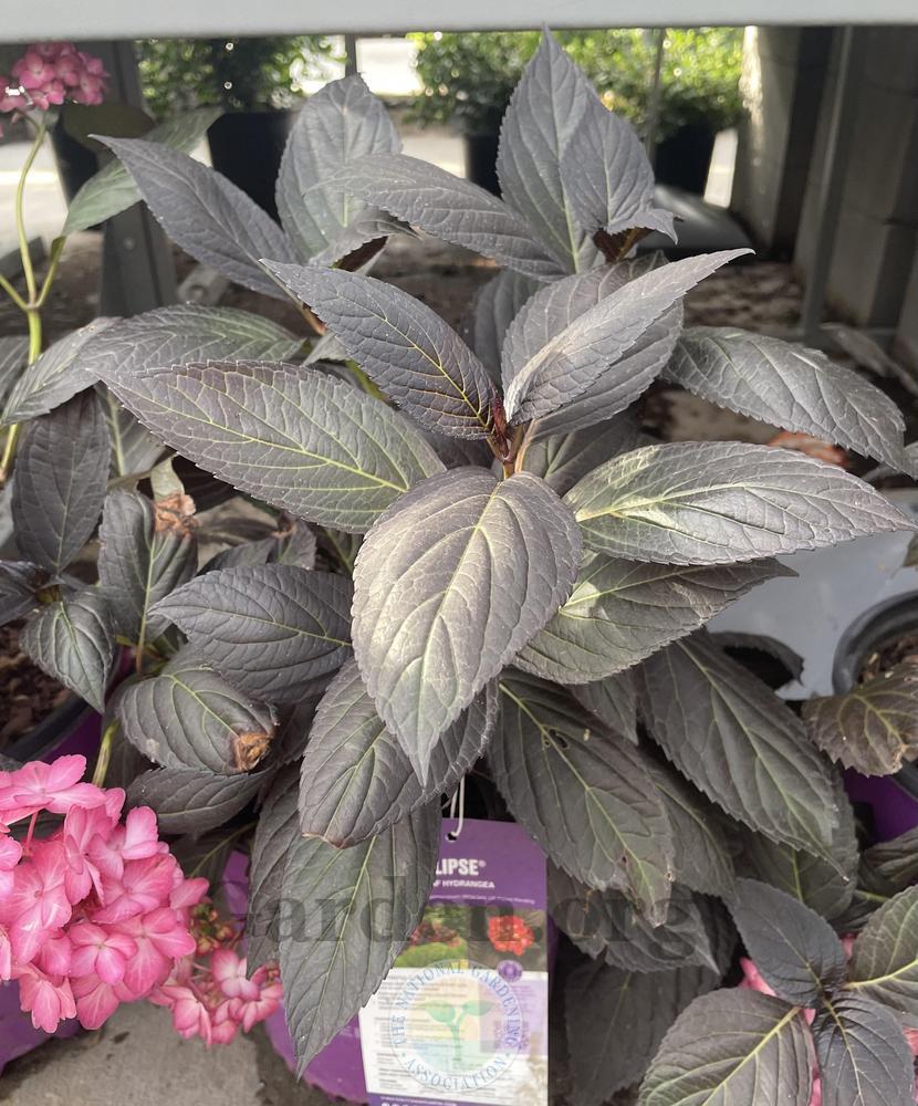 Photo of the leaves of Hydrangea (Hydrangea macrophylla First Editions® Eclipse™) posted by ...