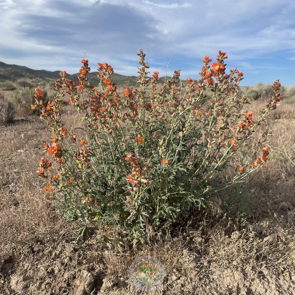 Photo of the entire plant of Gooseberryleaf Globemallow (Sphaeralcea ...