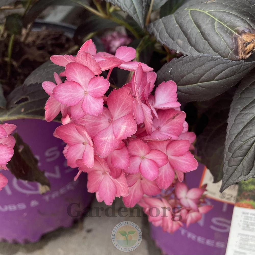 Photo of the bloom of Hydrangea (Hydrangea macrophylla First Editions® Eclipse™) posted by ...