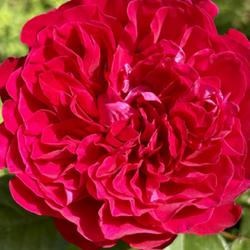 Rose (Rosa 'Rouge Royale') in the Roses Database - Garden.org