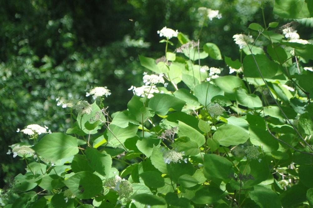 Photo of the bloom of Smooth Hydrangea (Hydrangea arborescens) posted ...