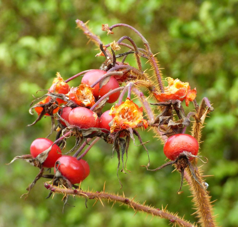 Photo of the fruit of Rose (Rosa rugosa 'Rubra') posted by KGFerg ...