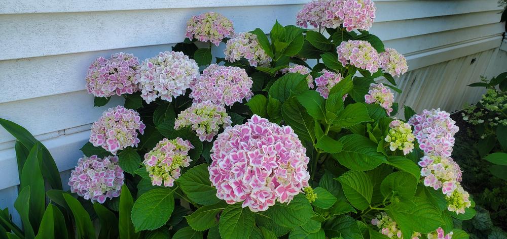 Hydrangea (Hydrangea macrophylla Forever & Ever® Peppermint) in the ...