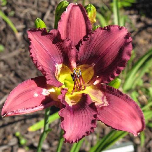 Daylily (Hemerocallis 'Defy Labels') in the Daylilies Database - Garden.org