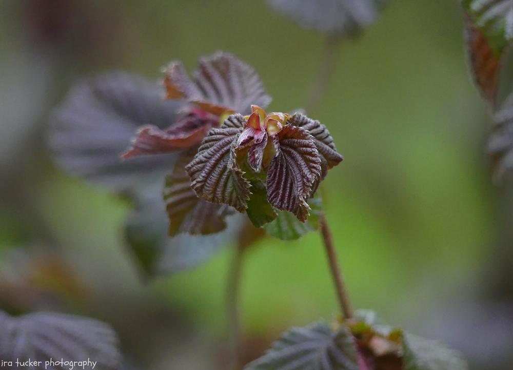Photo of the leaves of European Hazel (Corylus avellana 'Red Majestic ...