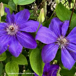 Clematis 'Elsa Spath' in the Clematis Database - Garden.org