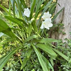 St. Christopher Lily (Crinum jagus) in the Crinums Database - Garden.org