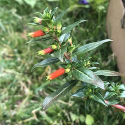 Large Firecracker Plant (Cuphea Vermillionaire®) - Garden.org