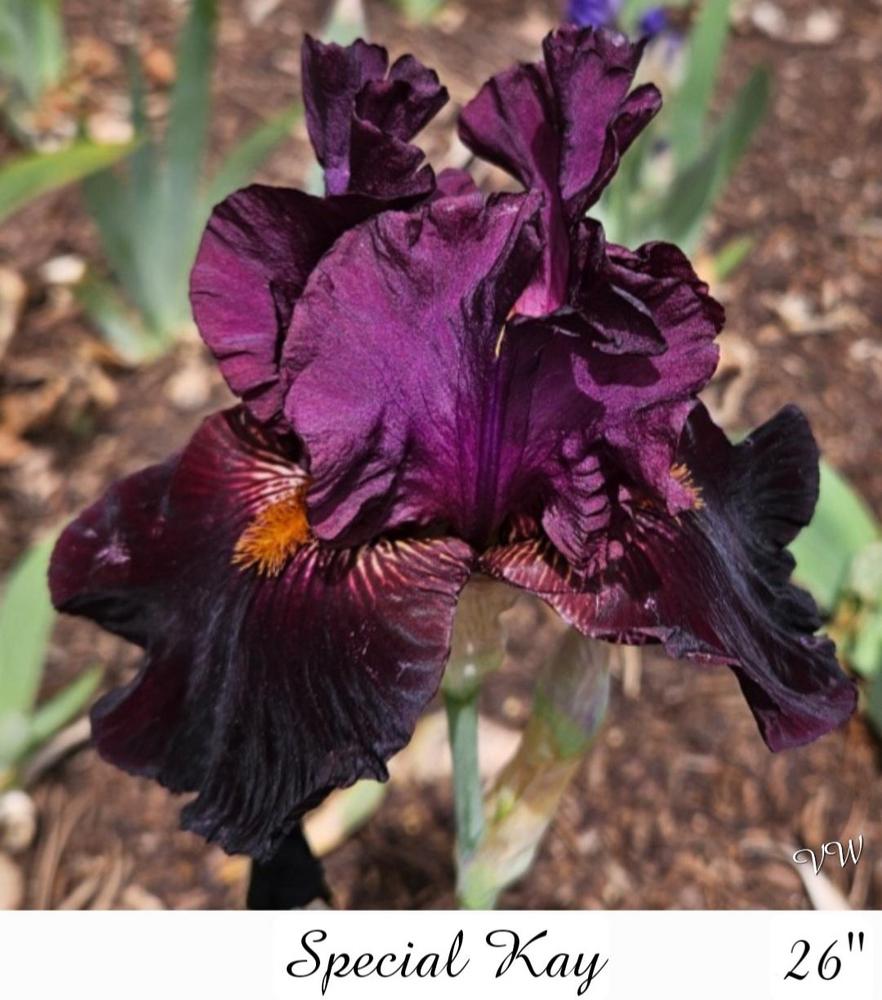 Border Bearded Iris (Iris 'Special Kay') in the Irises Database ...