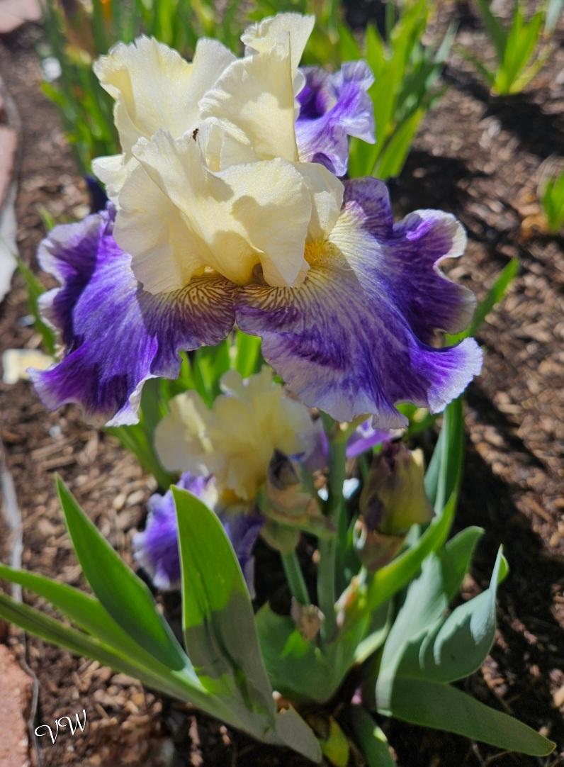 Photo of the entire plant of Tall Bearded Iris (Iris 'Rhizome Cowboy ...