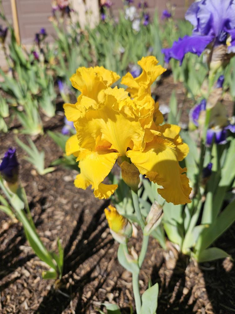Tall Bearded Iris (Iris 'Big as the Moon') in the Irises Database ...