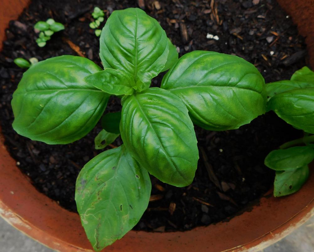Photo of the seedling or young plant of Basil (Ocimum basilicum 'Emily ...