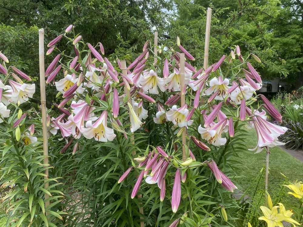 Photo of the bloom of Lily (Lilium 'Easter Morn') posted by SL_gardener ...