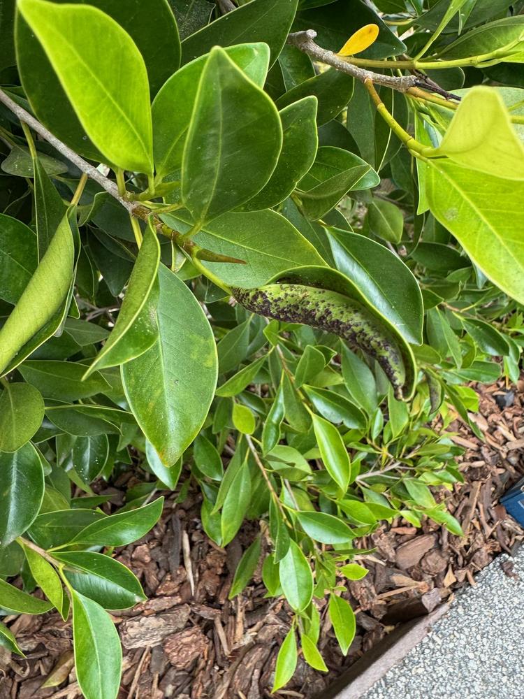 Ficus Nitida Issue in the Pests and Diseases forum - Garden.org