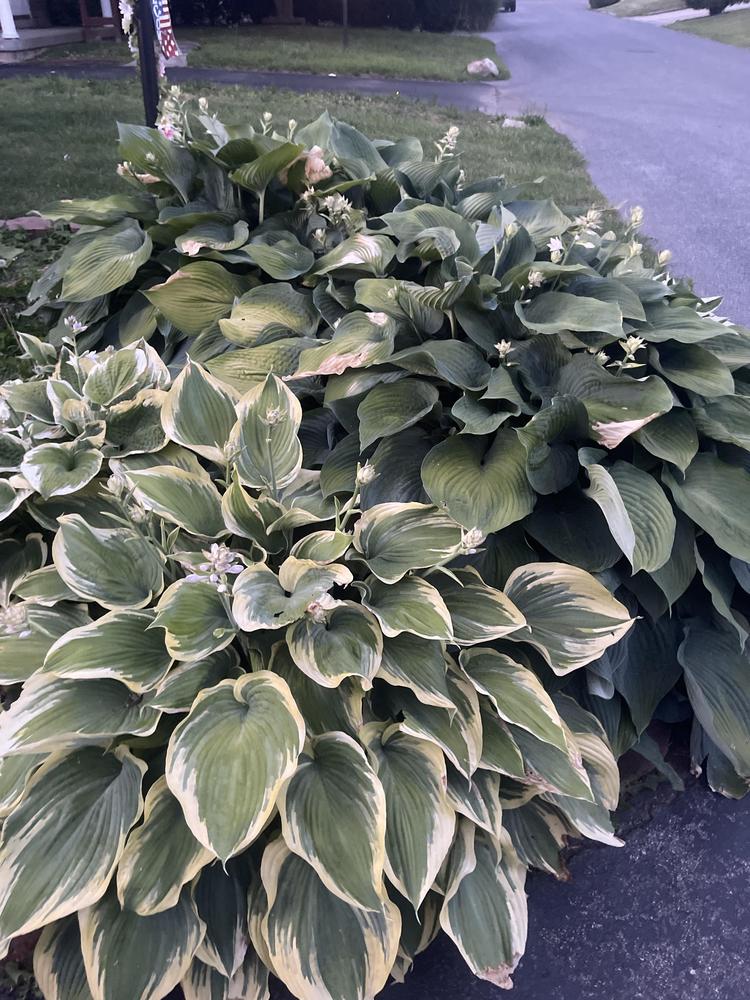 Photo of the entire plant of Hosta 'Blue Flame' posted by catinthahous ...