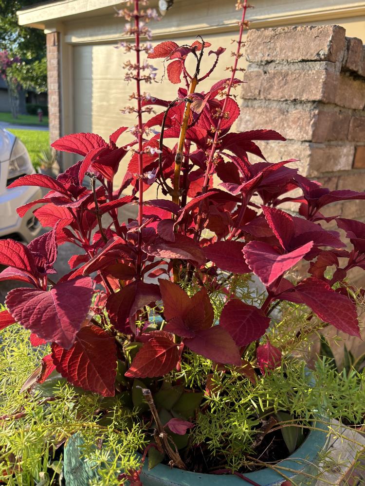 Coleus (Coleus scutellarioides 'Big Red Judy®') in the Coleus Database ...