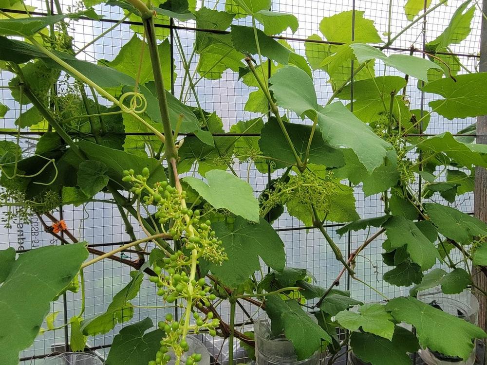 Fox Grape (Vitis 'Himrod') in the Grapes Database - Garden.org