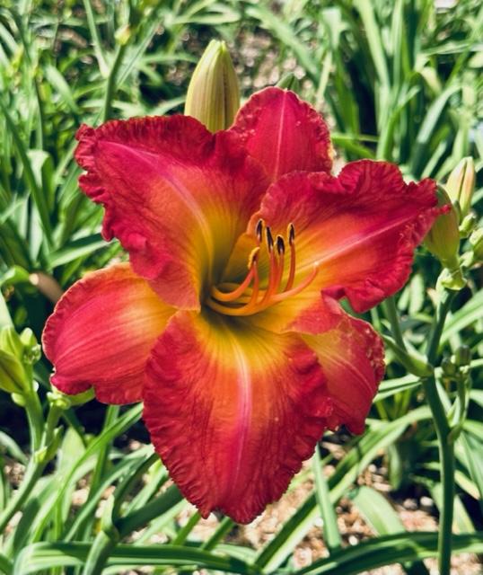Photo of the bloom of Daylily (Hemerocallis 'Fandango Sunset') posted ...