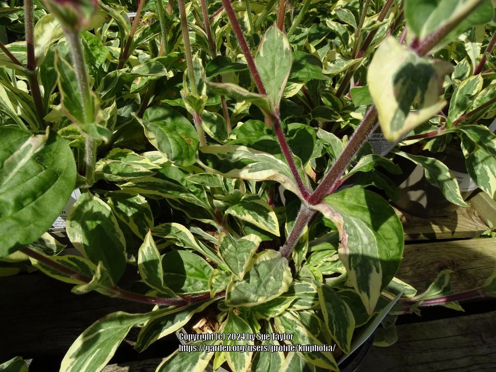 Photo of the leaves of Variegated Catchfly (Silene dioica 'Valley High ...